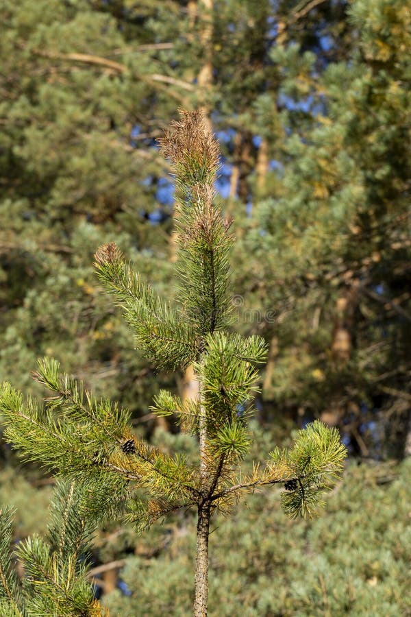 Coniferous Pine Tree with Long Needles Stock Photo - Image of natural ...