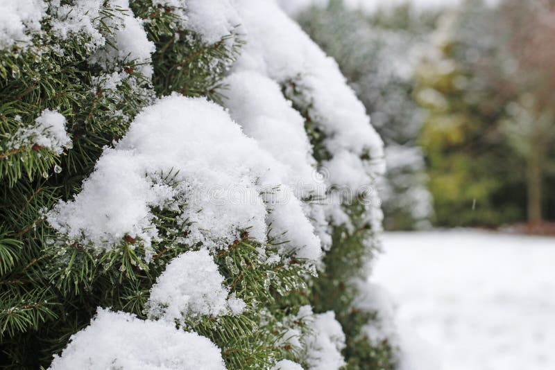 Coniferous Shrub Under the Snow Stock Photo - Image of fresh, morning ...
