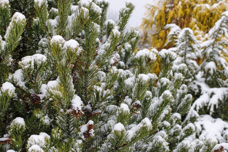 Coniferous Shrub Under the Snow Stock Image - Image of flora ...