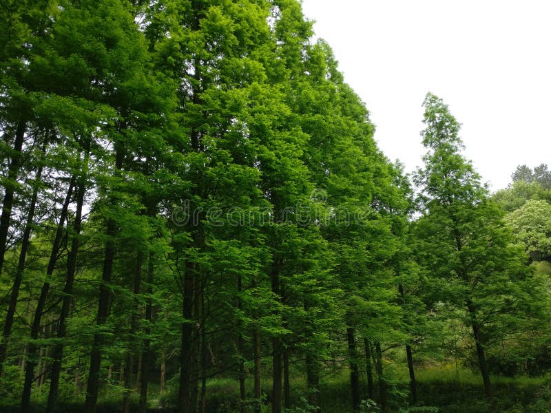 Silent forest stock photo. Image of natural, silence - 128759542