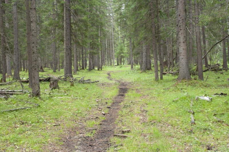 Coniferous Spruce Forest Siberia a Path in the Summer Forest Stock ...