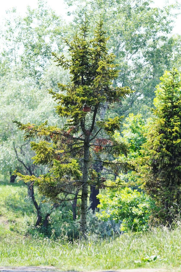 Coniferous tree. stock photo. Image of green, tree, lumber - 5512044