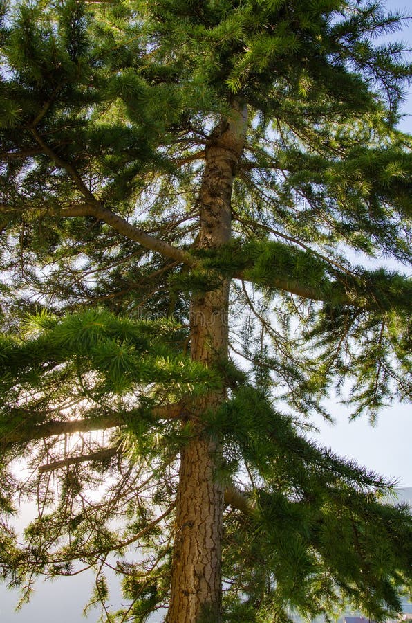 Coniferous Tree on Background Blue Sky Stock Photo - Image of beauty ...