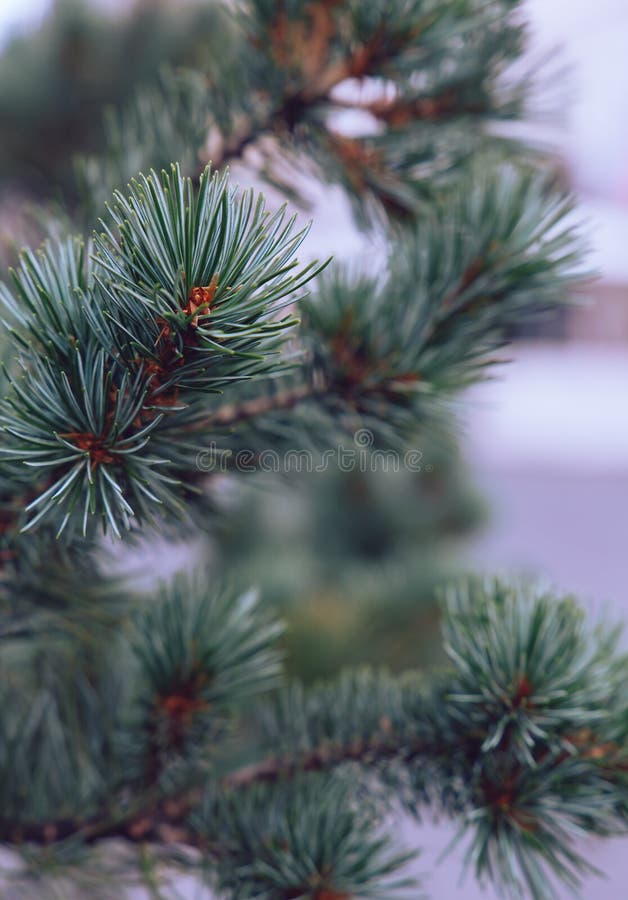 Coniferous Tree Background. Stylish Winter Stock Image - Image of ...