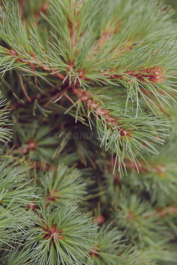 Coniferous Tree Background. Stylish Winter Wallpaper Stock Photo ...