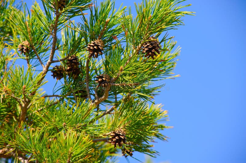 Coniferous tree branch stock photo. Image of needle, nature - 30697388