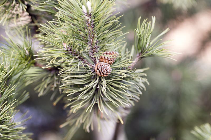 Coniferous Tree Branch with Cones. Stock Photo - Image of autumn, macro ...
