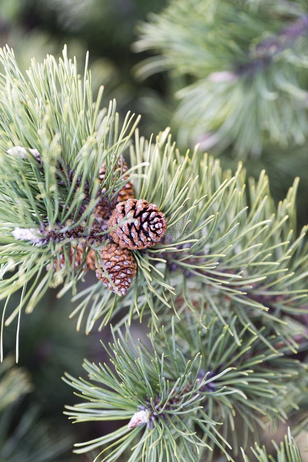 Coniferous Tree Branch with Cones. Stock Image - Image of spruce ...