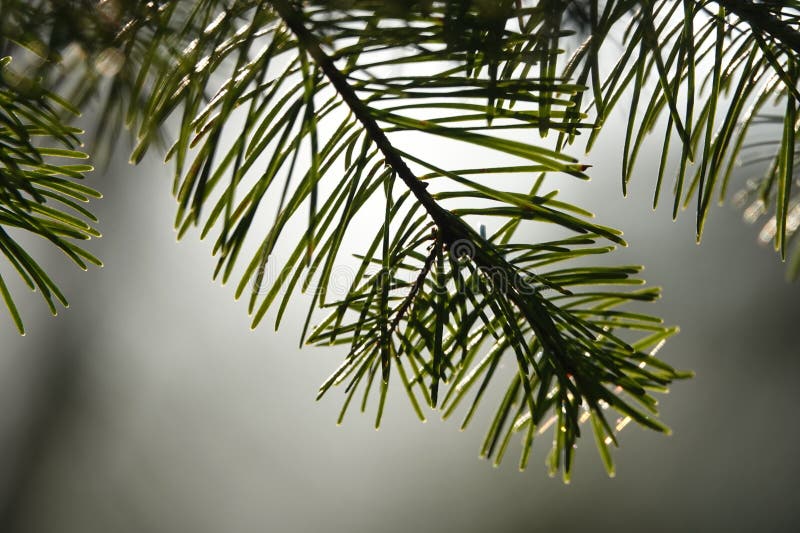 Coniferous tree branch stock image. Image of coniferous - 315994867