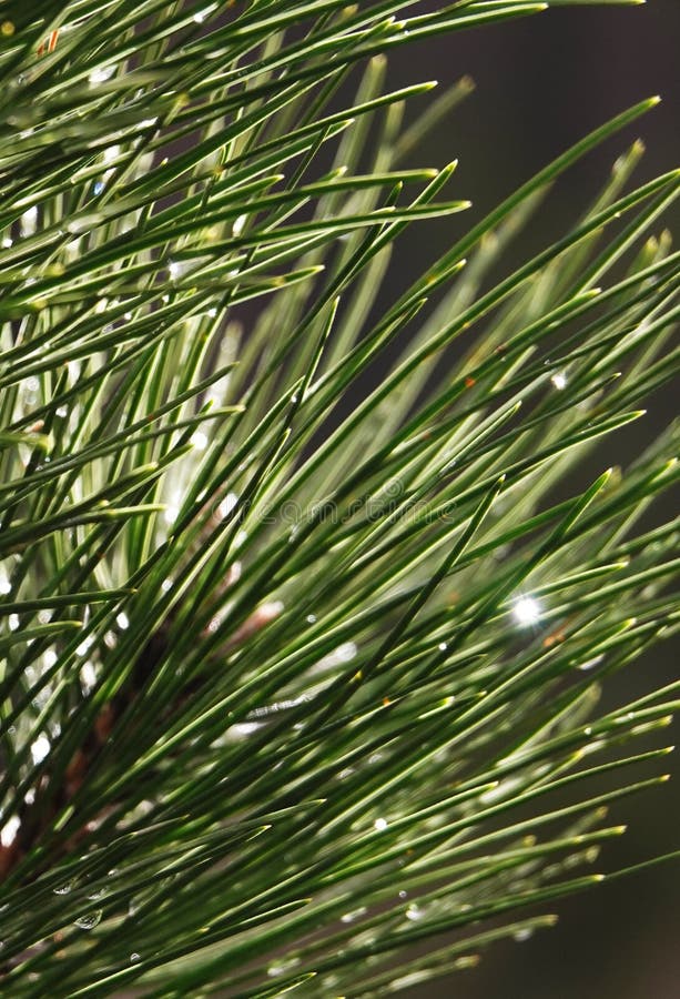 Coniferous Tree Branch Close-up during the Day Stock Photo - Image of ...