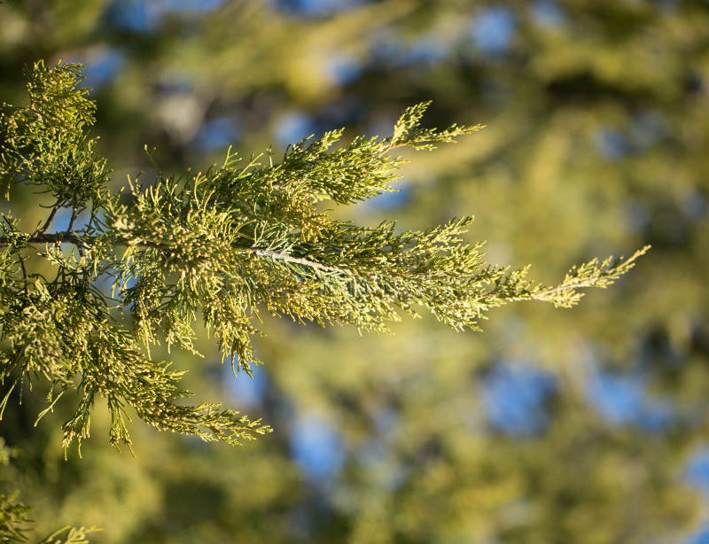 Coniferous Tree Branch in Nature Stock Image - Image of close, leaf ...