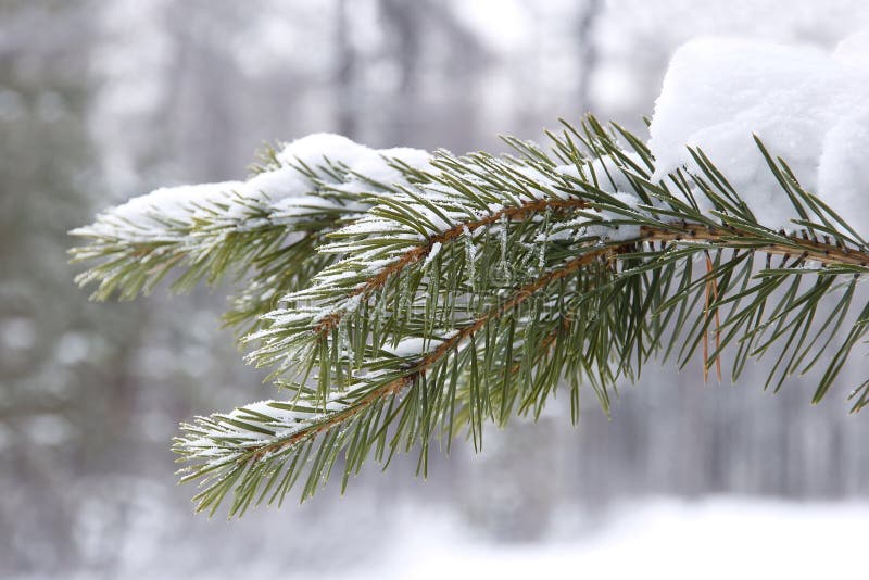 Coniferous Tree Branch in Snow Closeup Stock Photo - Image of white ...