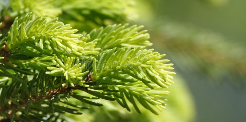 Coniferous branch stock image. Image of autumn, branches - 252500803
