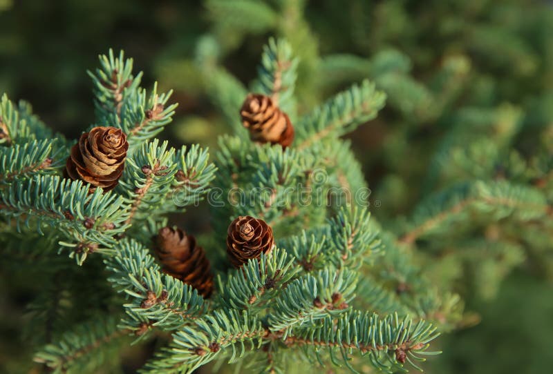 Coniferous Tree Branches with Cones Outdoors, Closeup Stock Photo ...