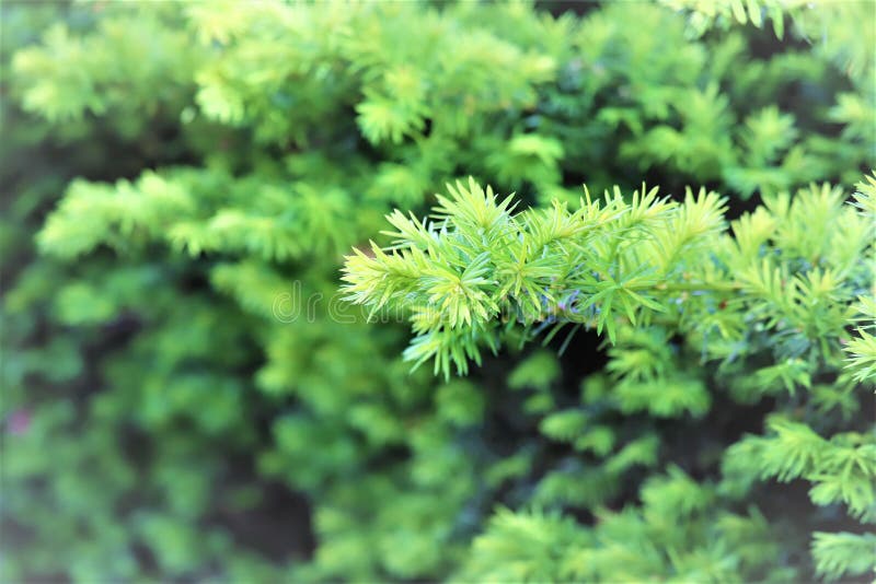 Coniferous Tree Branches with Soft Green Needles Stock Image - Image of ...