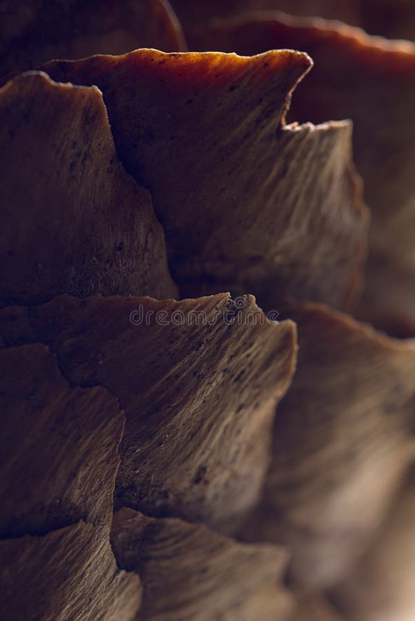 Coniferous tree cone stock image. Image of blue, abstract - 262554389