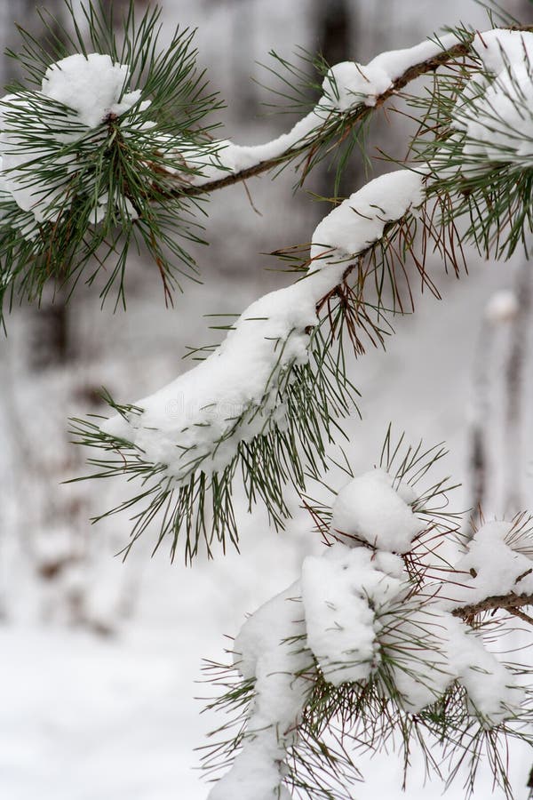 Coniferous Tree Covered with Snow. Pine and Spruce in the Winter Stock ...