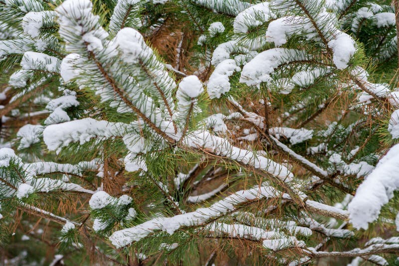 Coniferous Tree Covered with Snow. Pine and Spruce in the Winter Stock ...