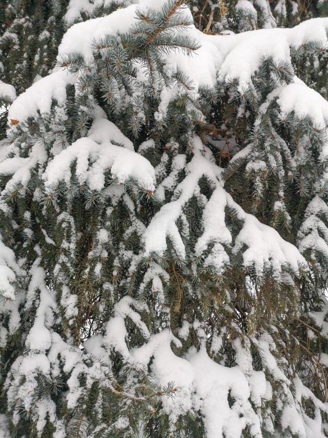 Coniferous Tree Covered with Snow Stock Photo - Image of december ...