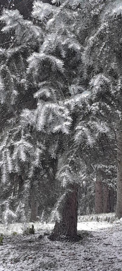Coniferous Tree Growing in Cold Snowy Winter Stock Photo - Image of ...