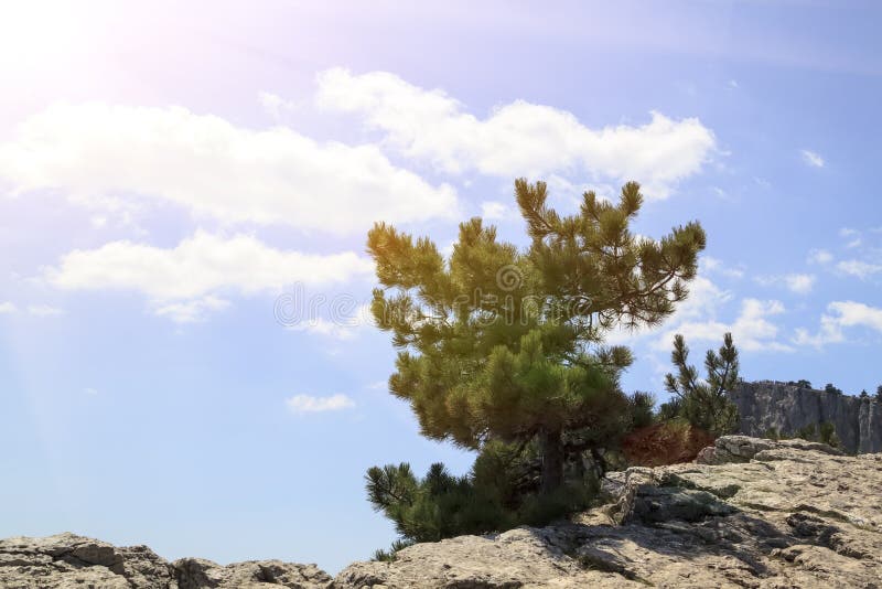 Coniferous Tree Growing on Edge of Cliff Over Precipice Stock Image ...