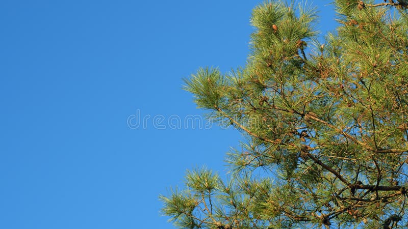 Coniferous Tree Grows. Ecological Nature Idea. Green Needles on a ...