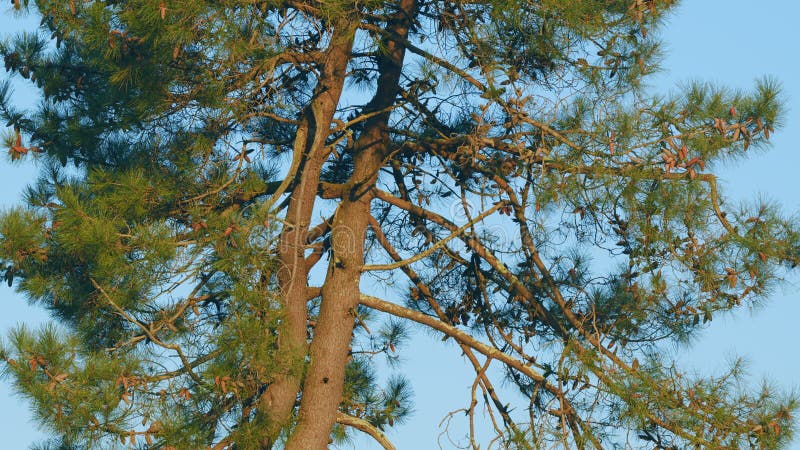 Coniferous Tree Grows. Ecological Nature Idea. Green Needles on a ...