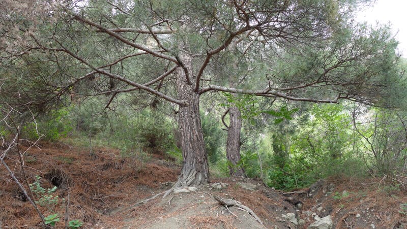 Old Tree with One Long Branch Stock Image - Image of tree, smooth ...