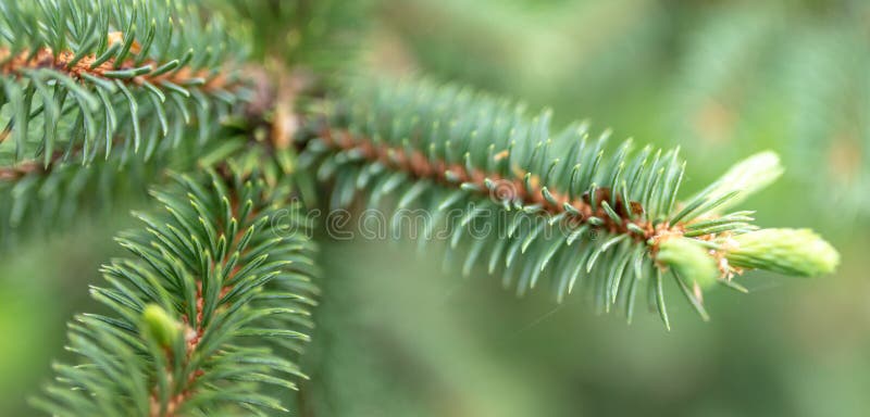 Coniferous Tree in the Park Stock Photo - Image of green, flora: 222962674