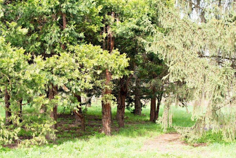 A Coniferous Tree in the Park in the Spring. Green Coniferous Tr Stock ...