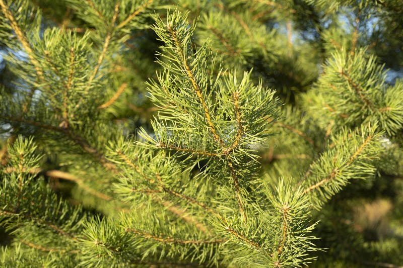 Coniferous Tree. Pine Tree in Summer. Young Tree Stock Image - Image of ...