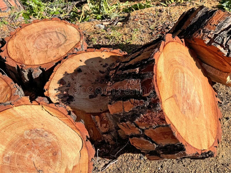 A Coniferous Tree Sawn into Bars is on the Ground. Stock Photo - Image ...