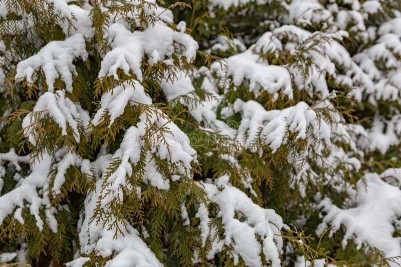 Coniferous Tree in the Snow Stock Photo - Image of winter, plant: 105470924