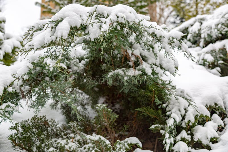 Coniferous Tree in the Snow Stock Image - Image of needles, tree: 105471203