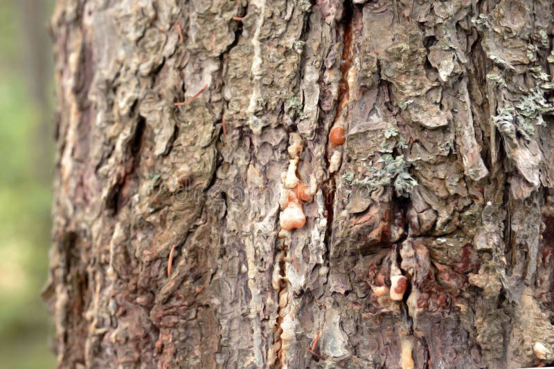 Coniferous Tree Trunk with Bark and Fresh Resin Stock Photo - Image of ...