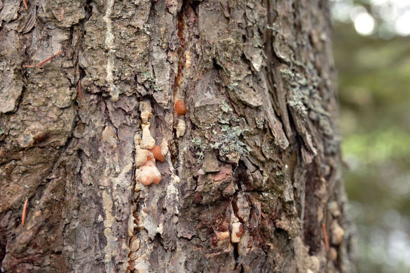Coniferous Tree Trunk with Bark and Fresh Resin Stock Image - Image of ...