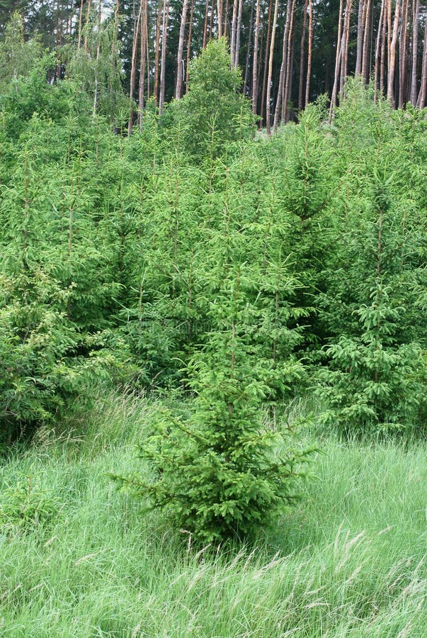 Coniferous trees stock photo. Image of flora, plant, coniferous - 5457426