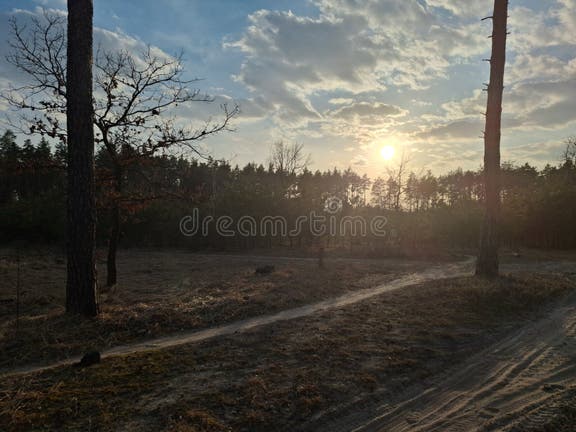 Coniferous Trees in the Beautiful Forest. Pathway in the Beautiful ...