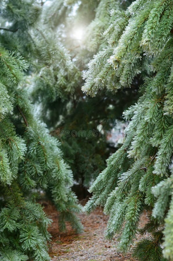 Coniferous Trees Covered in Ice after a Winter Ice Storm Stock Image ...