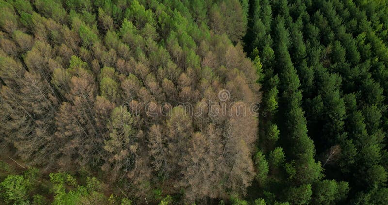 Coniferous Trees in the Forest Aerial View Stock Footage - Video of ...