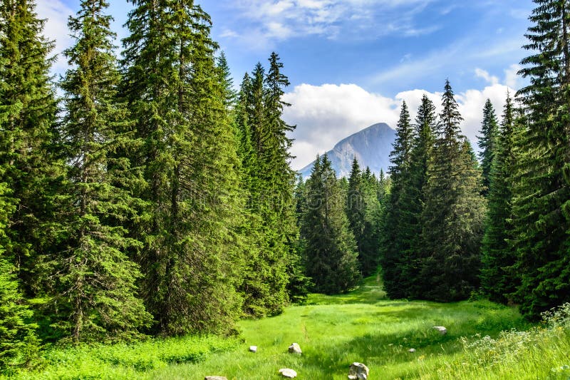 Coniferous Trees in a Forest Sunny Meadow Stock Photo - Image of ... Coniferous Trees in a Forest Sunny Meadow Stock Photo - Image of ...