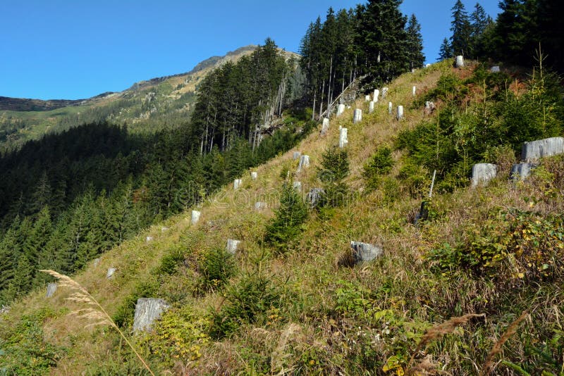 Trees are Felled on the Mountain Slope. There are Many Stumps Left ...