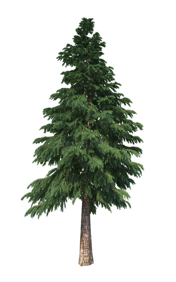 Coniferous Trees on an Isolated Background. Spruce Stock Illustration ...