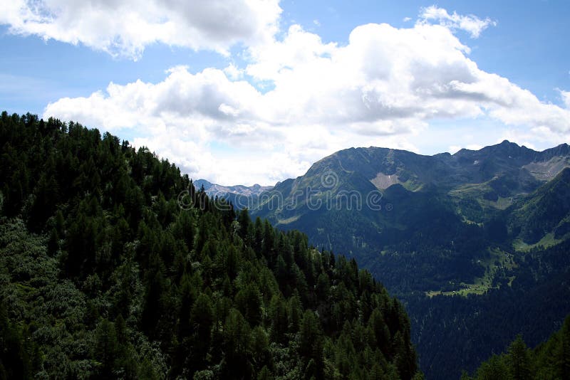 Coniferous Trees on Mountain Stock Photo - Image of mountain ...