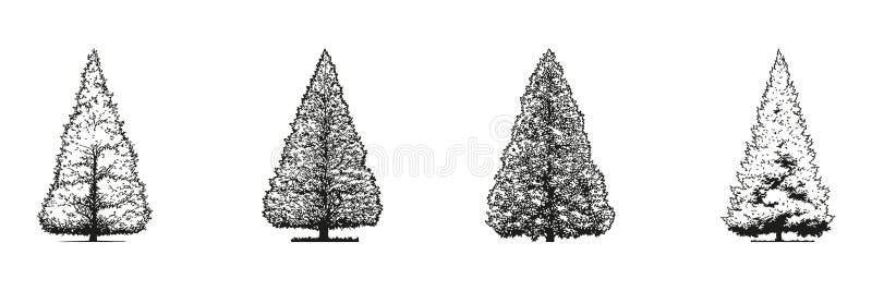 Coniferous Trees Sketch Side View Set. Landscape Design and ...