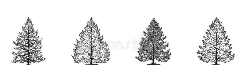 Coniferous Trees Sketch Side View Set. Landscape Design and ...