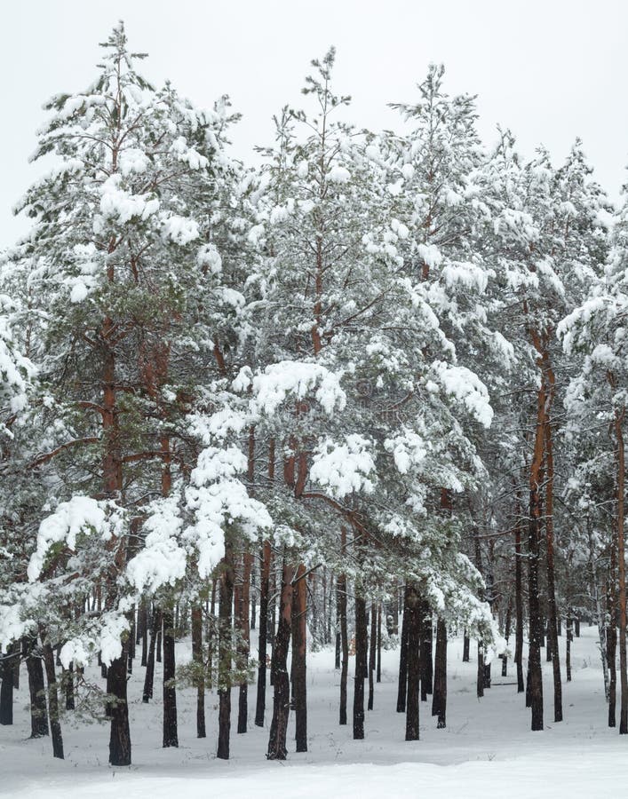 Coniferous Trees in the Snow Stock Image - Image of pinus, branch ...