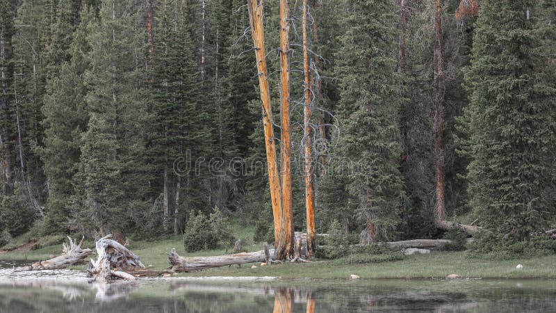 Coniferous Trees in Uinta Wasatch National Forest in Utah Stock Photo ...