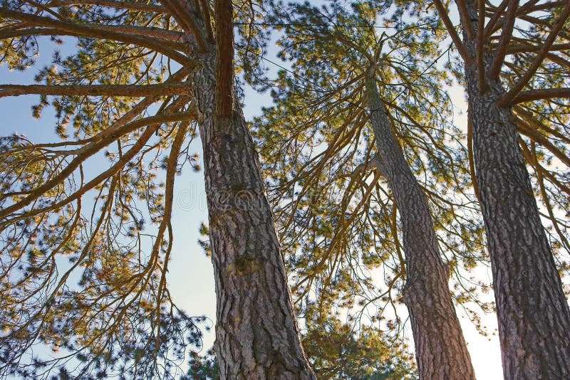 Coniferous Trees. View from Bottom To Top Stock Photo - Image of ...