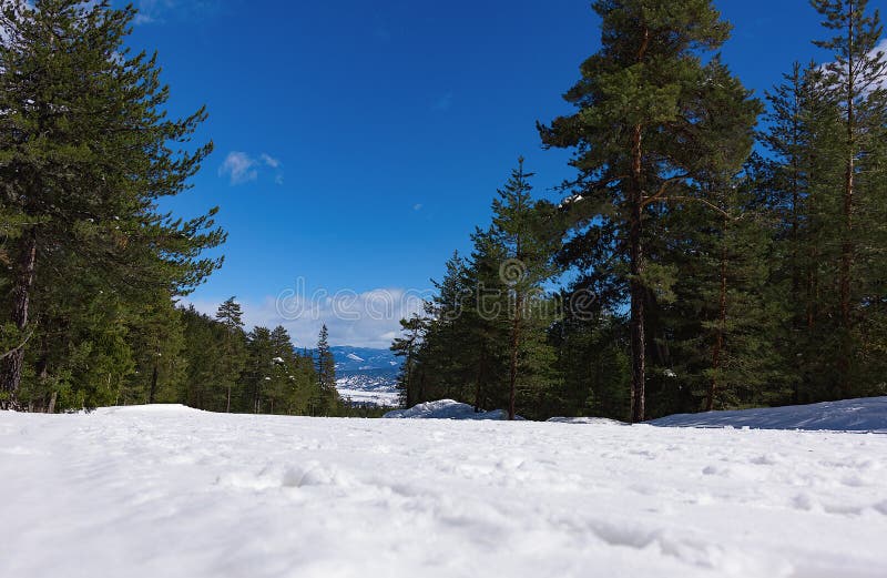 Coniferous Forest in Winter Stock Image - Image of lake, christmas ...